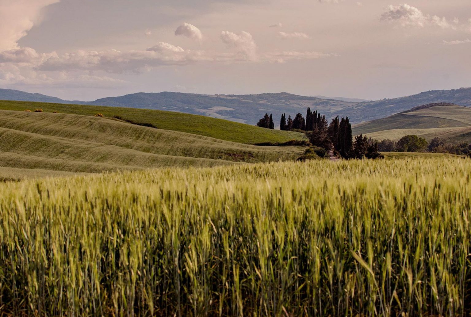 Molino Grassi - Flours and Semolinas since 1934